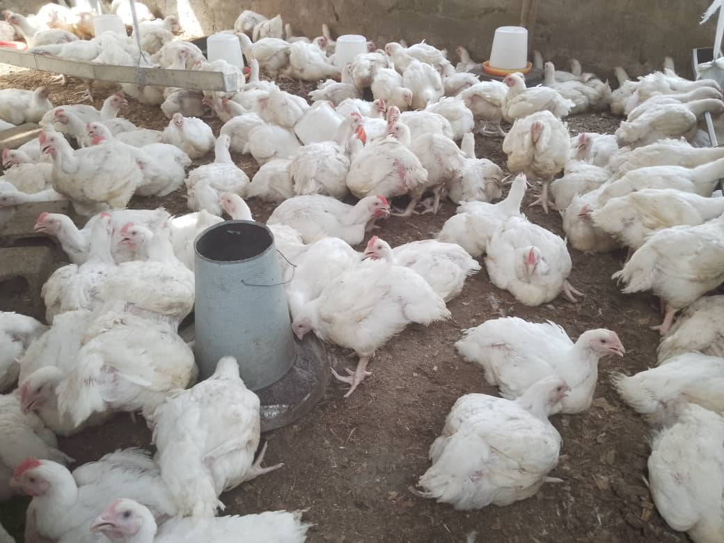 Home - Cubeseed Africa